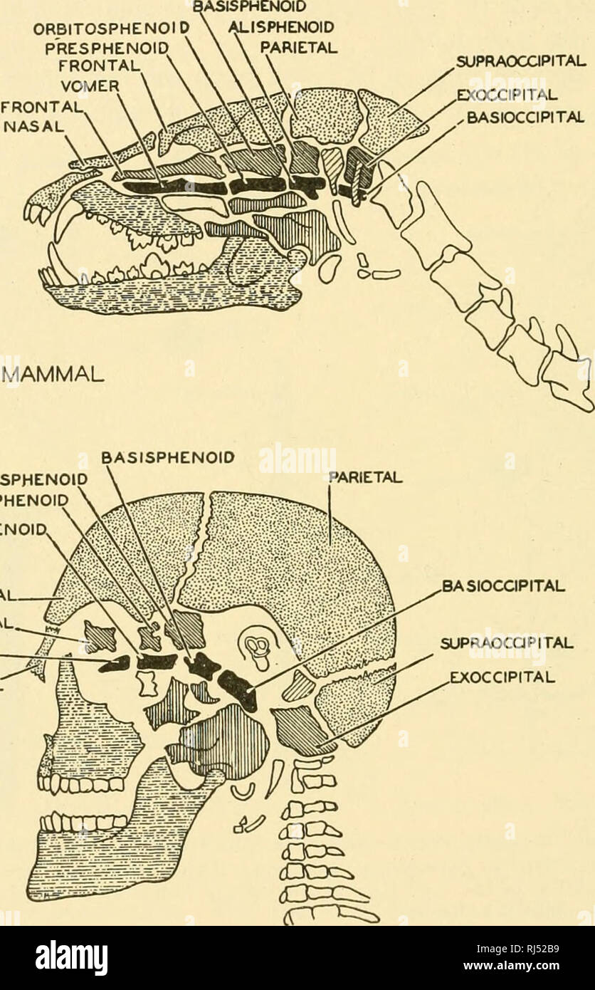 . Chordate anatomy. Chordata; Anatomy, Comparative. 158 CHORDATE ...