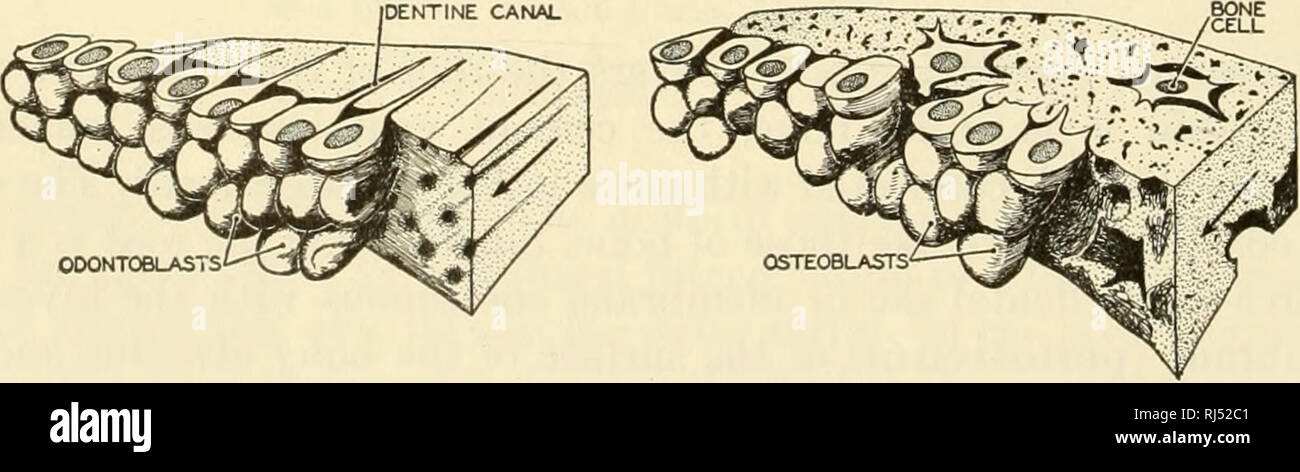 . The chordates. Chordata. Dentine. Enamel. Fig. 32. Longitudinal ...
