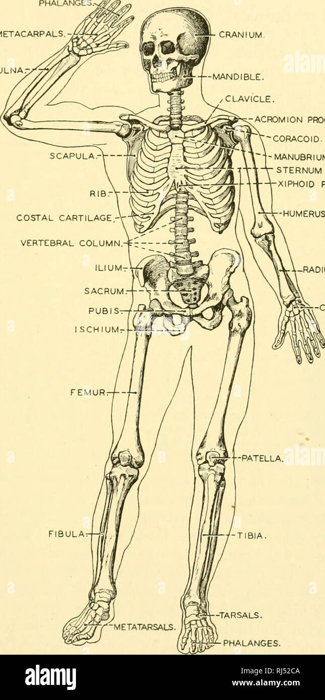 Skeletal System Sternum