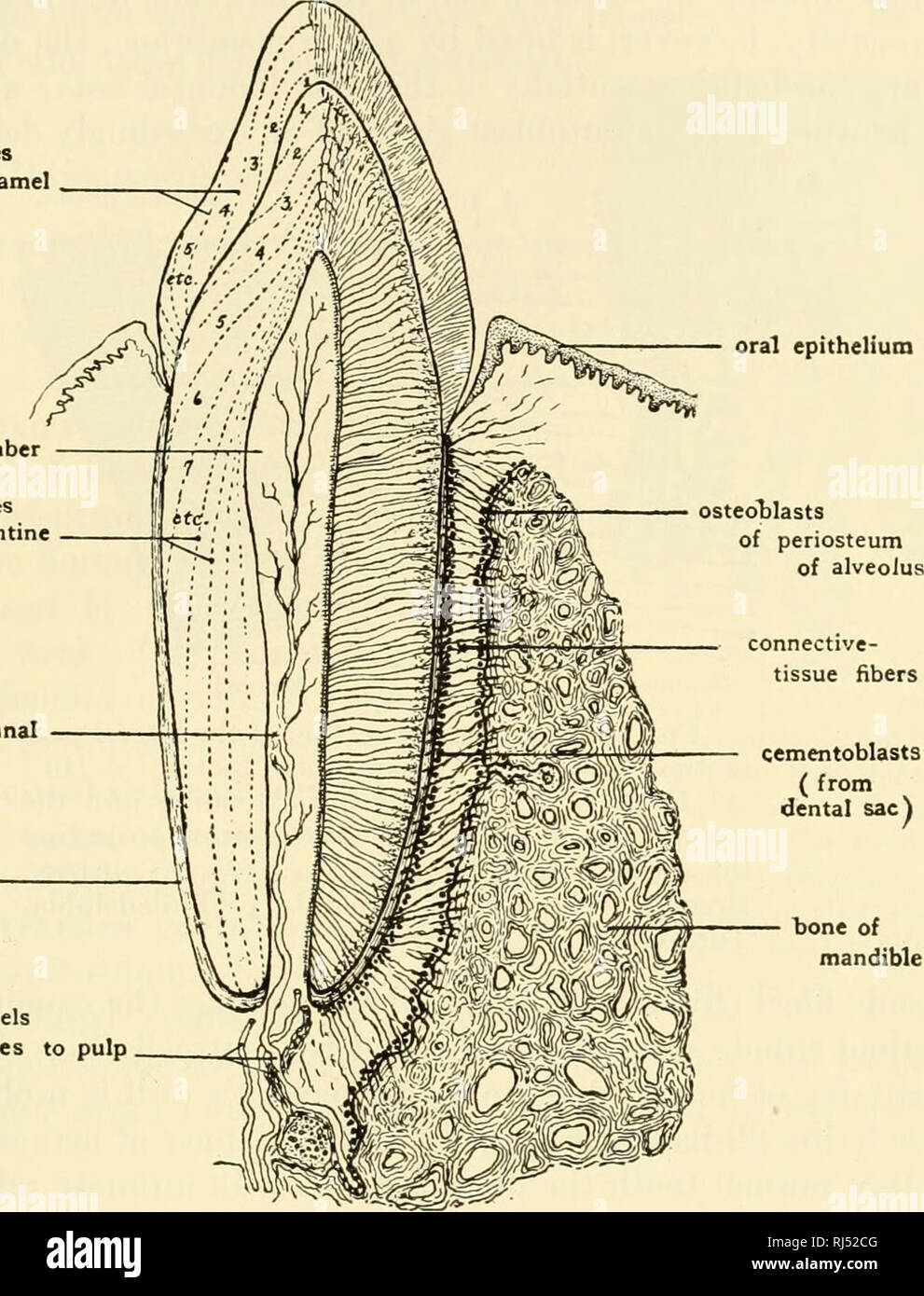. The chordates. Chordata. The Inner (Alimentary) Tube and Its ...
