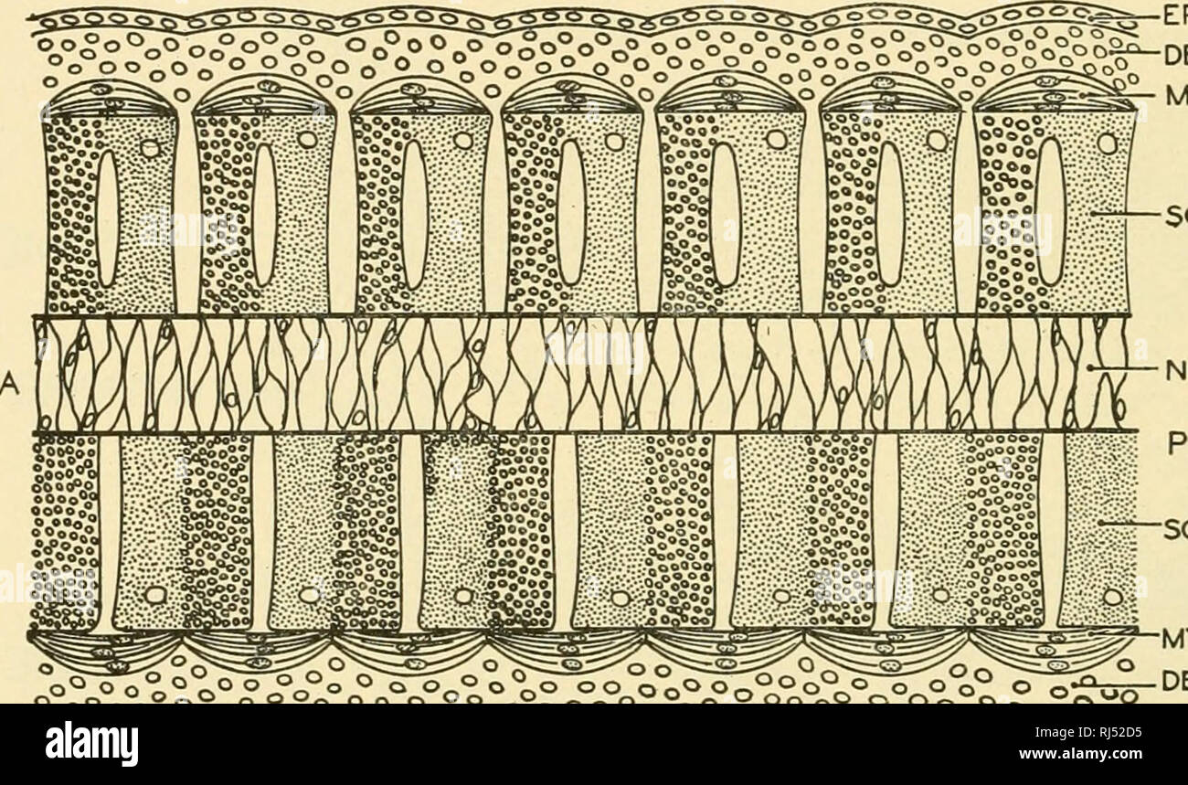 . Chordate anatomy. Chordata; Anatomy, Comparative. 15^ CHORDATE ...