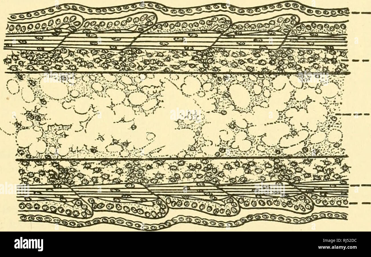 . Chordate anatomy. Chordata; Anatomy, Comparative. THE SKELETAL SYSTEM ...