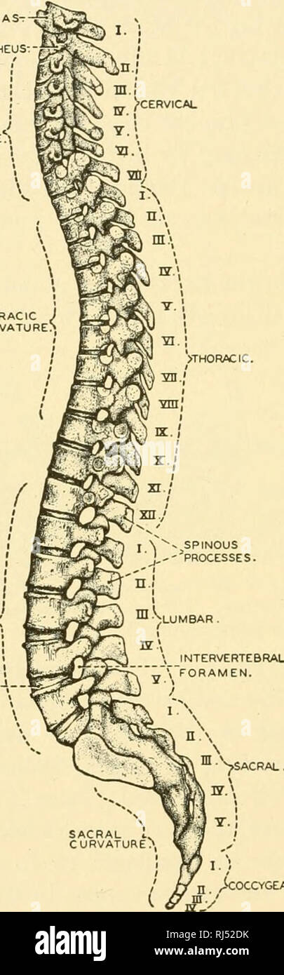 Transverse processes of cervical vertebrae hi-res stock photography and ...