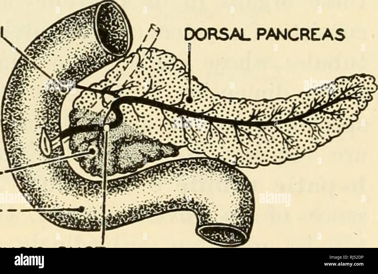 . The chordates. Chordata. DORSAL PANCREAS VENTRAL PANCREAS DUODENUM ...