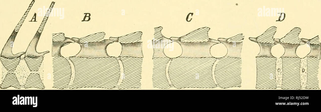 . Chordate anatomy. Chordata; Anatomy, Comparative. THE SKELETAL SYSTEM ...