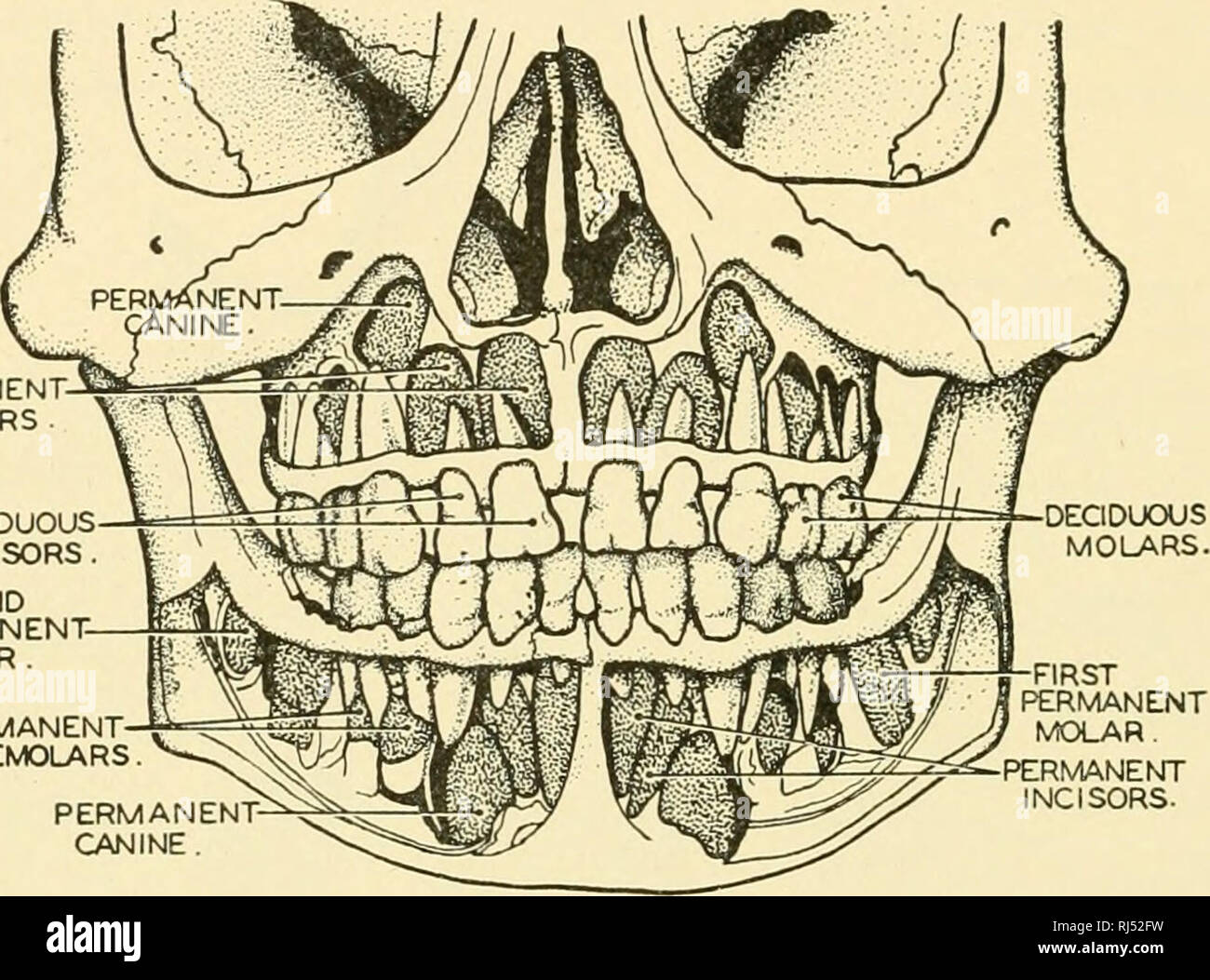 . Chordate anatomy. Chordata; Anatomy, Comparative. 144 CHORDATE ...