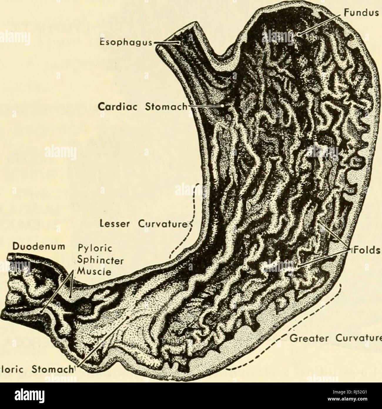 . The chordates. Chordata. The Inner (Alimentary) Tube and Its ...
