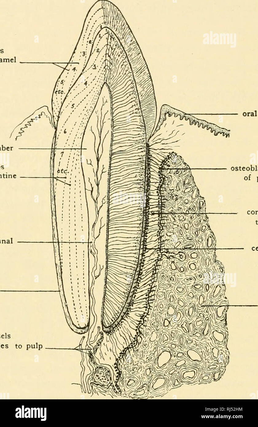 . Chordate anatomy. Chordata; Anatomy, Comparative. 140 CHORDATE ...