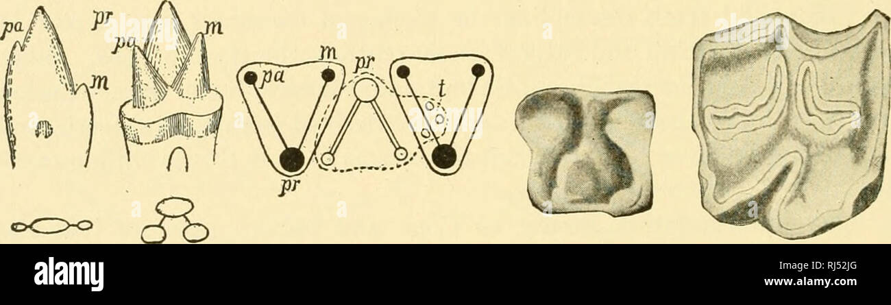 Teeth concrescence hi-res stock photography and images - Alamy