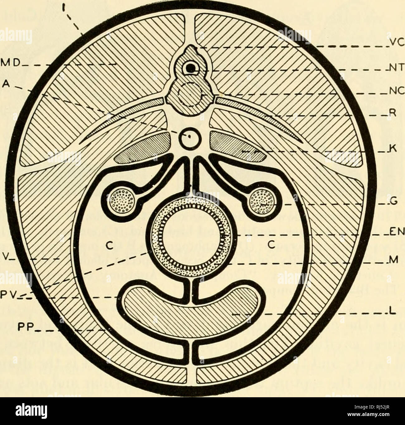 . The chordates. Chordata. General Features 2]. Fig. 16. Diagrammatic ...