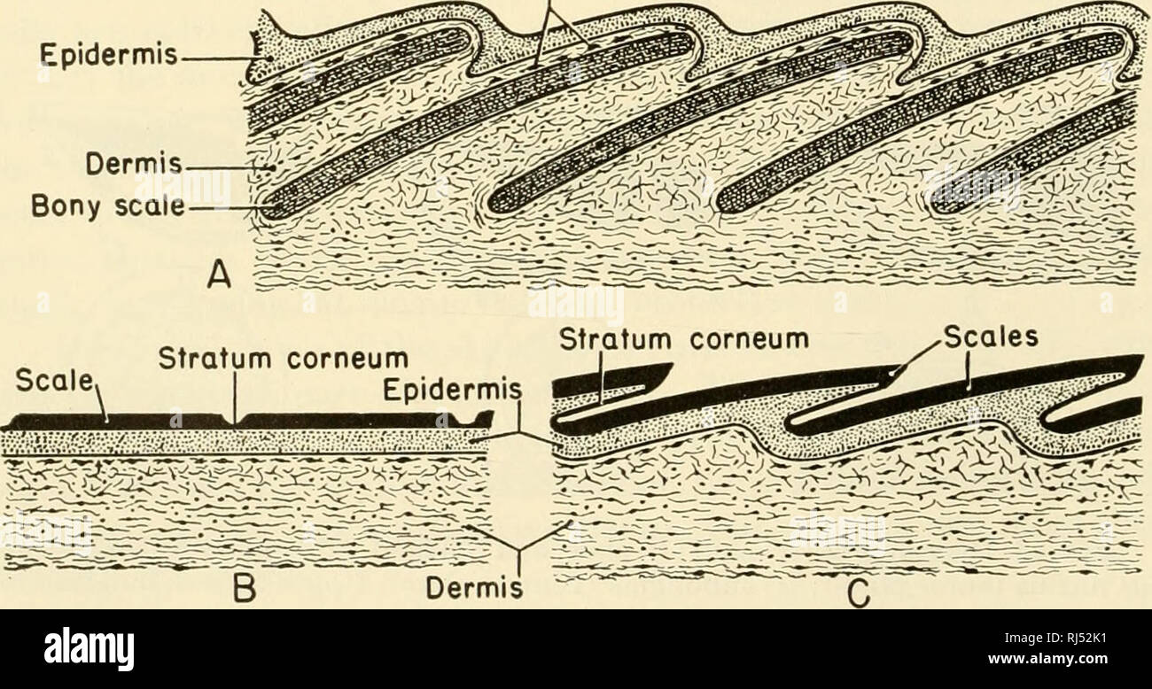 Cycloid scale hi-res stock photography and images - Alamy