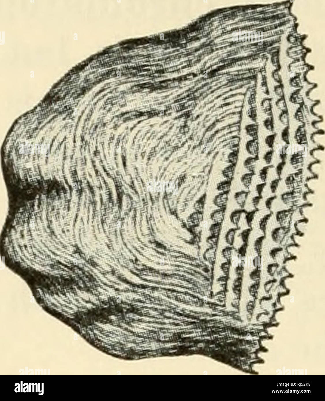 Ganoid scales hi-res stock photography and images - Alamy