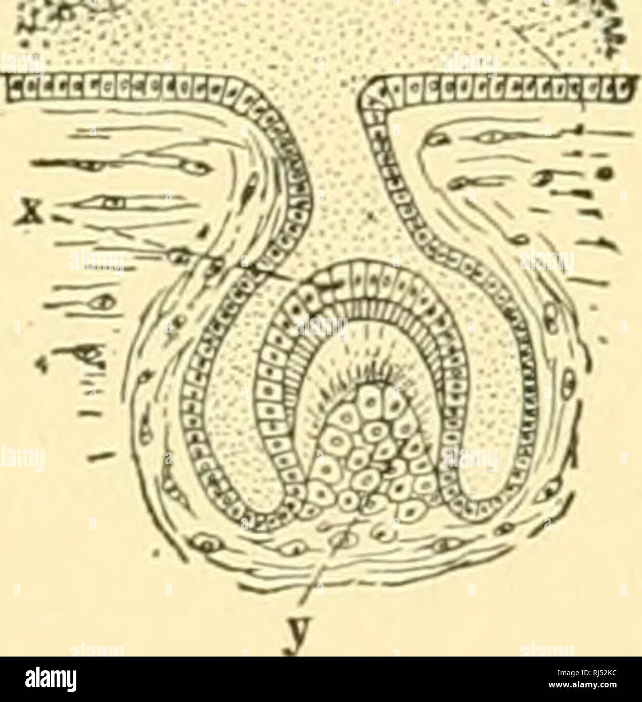 . Chordate anatomy. Chordata; Anatomy, Comparative. Fig. 122 ...