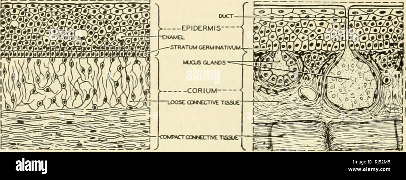 . The chordates. Chordata. A. AMPHIOXUS B PETROMYZON. Fig. 11. Sections ...