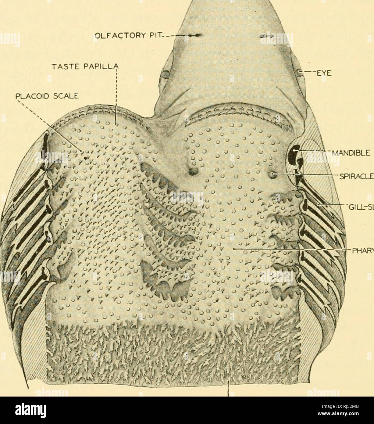 Placoid scales hi-res stock photography and images - Alamy