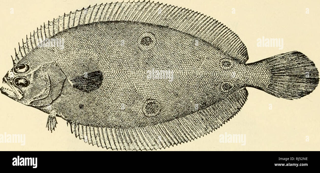North side skull and bone hi-res stock photography and images - Alamy