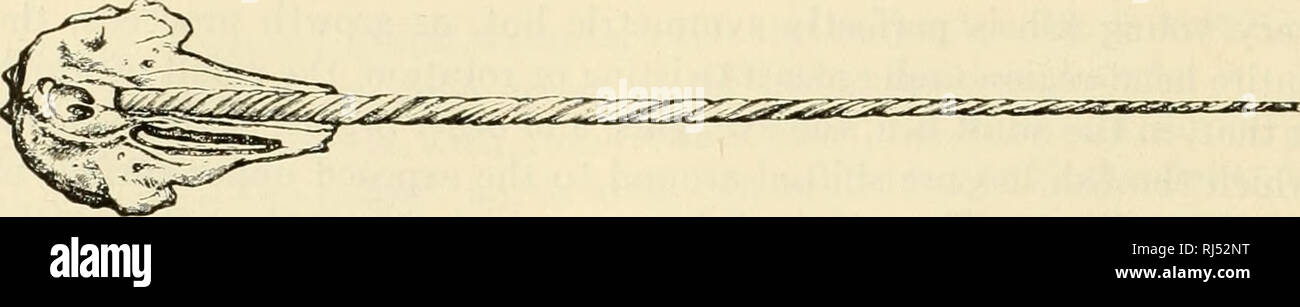 Basic flower structure hi-res stock photography and images - Alamy