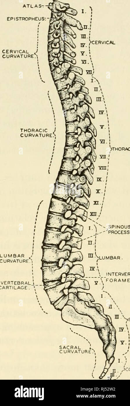 Vertebral Column Of Turtle