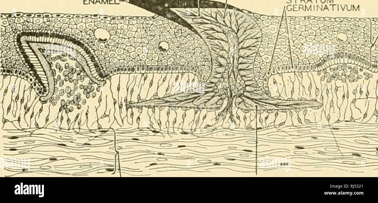 Friction ridge hi-res stock photography and images - Alamy