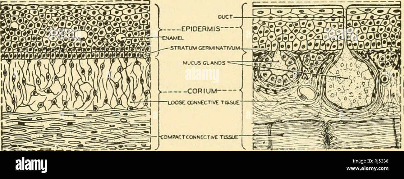 . Chordate anatomy. Chordata; Anatomy, Comparative. A. AMPHIOXUS a ...