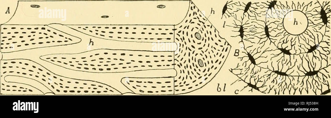 Compact Bone Drawing