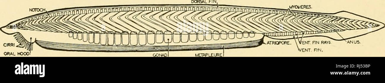 . Chordate anatomy. Chordata; Anatomy, Comparative. lO CIIORDATE ...
