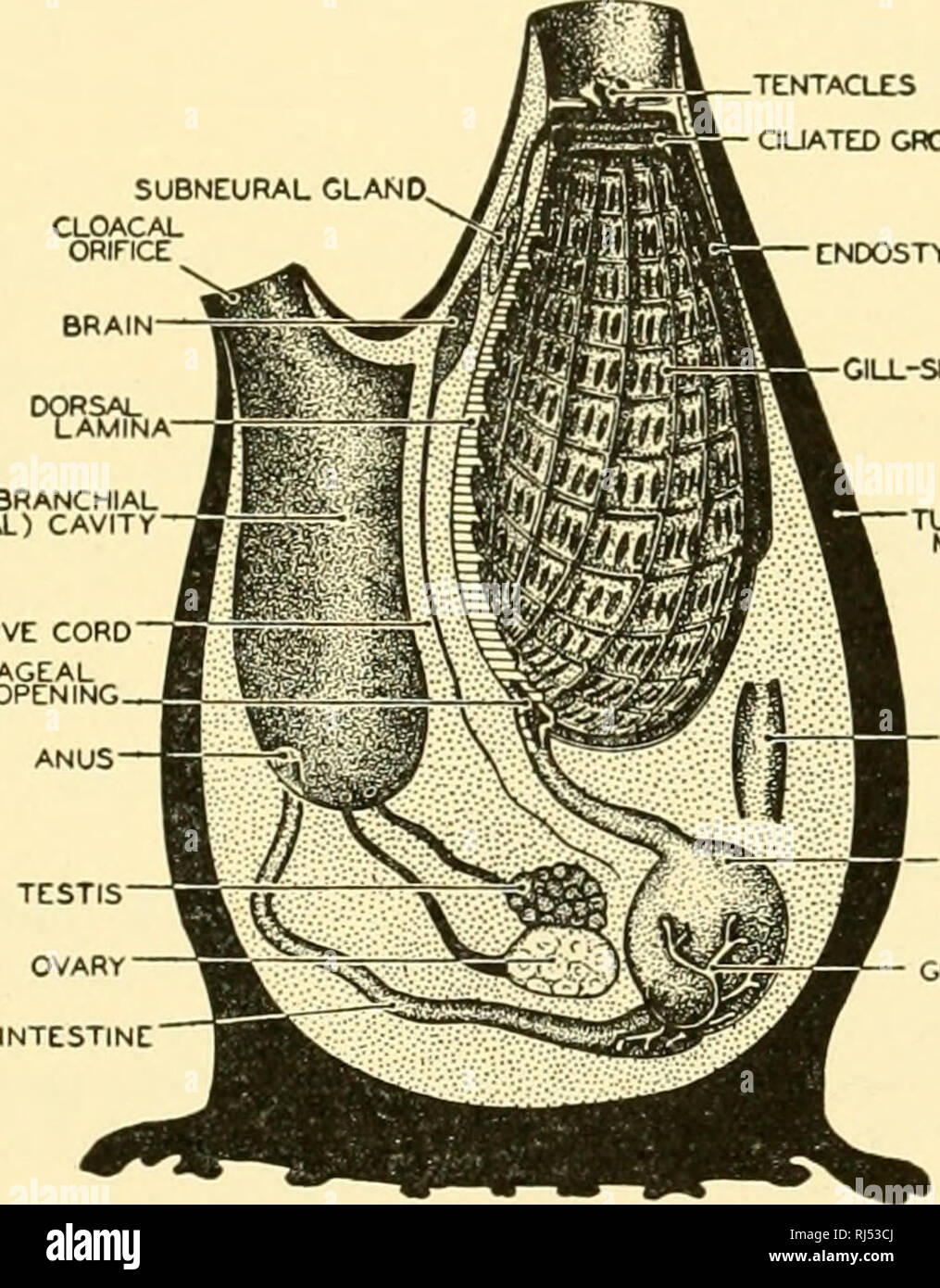 Balanoglossus hi-res stock photography and images - Alamy