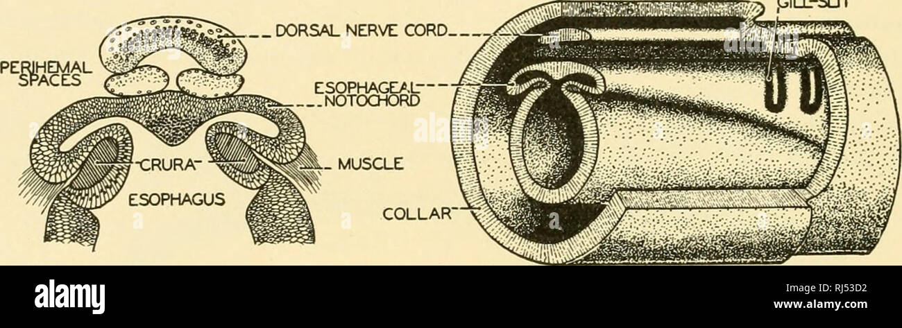 . Chordate anatomy. Chordata; Anatomy, Comparative. NOTOCHORD PROBOSCIS ...