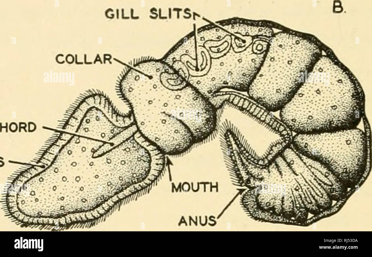. Chordate anatomy. Chordata; Anatomy, Comparative. APICAL PLATE GILL ...