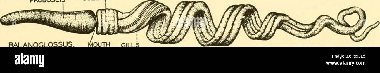 Balanoglossus hi-res stock photography and images - Alamy