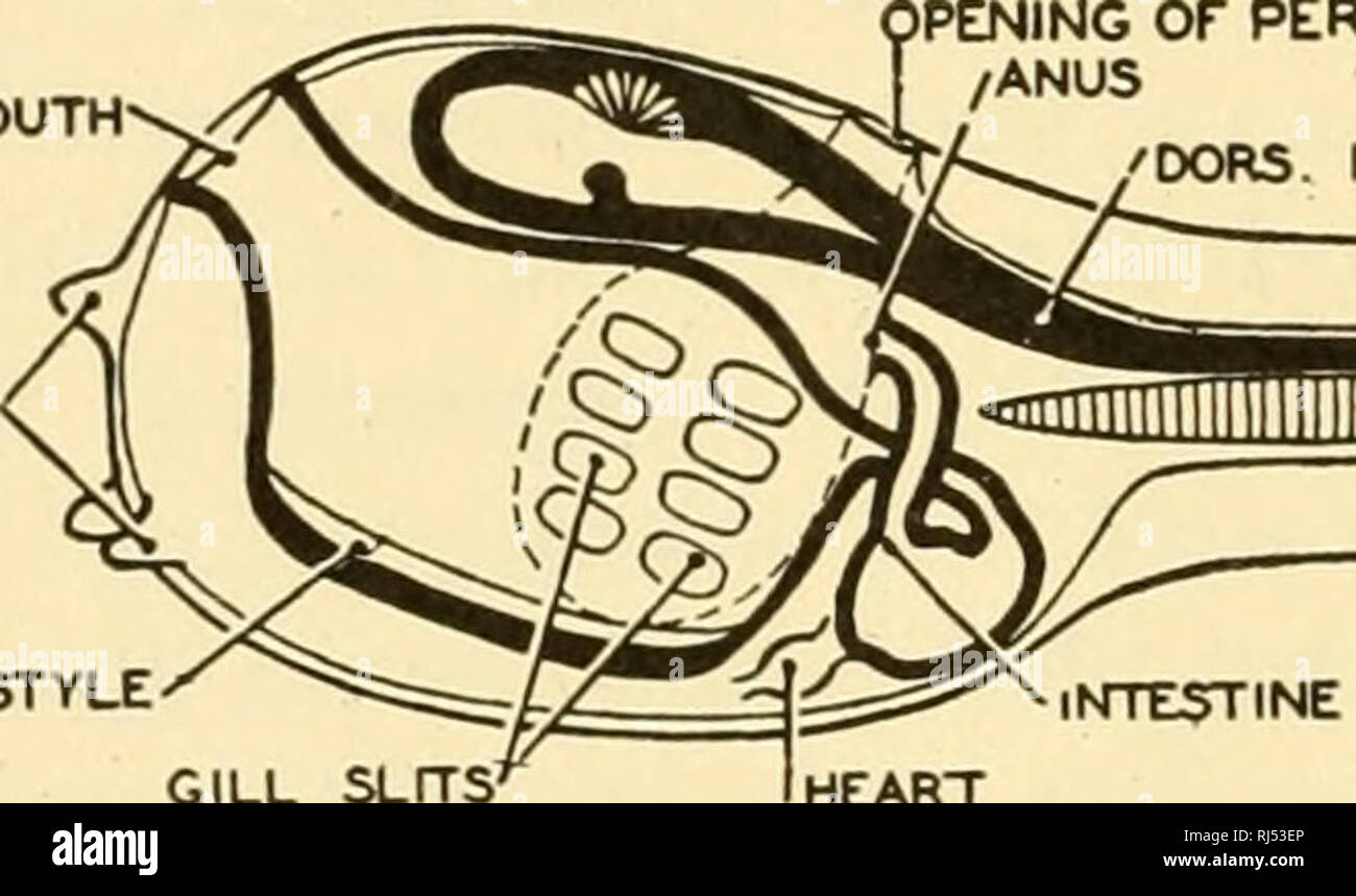 . Chordate anatomy. Chordata; Anatomy, Comparative. CHORDATE ANATOMY ...