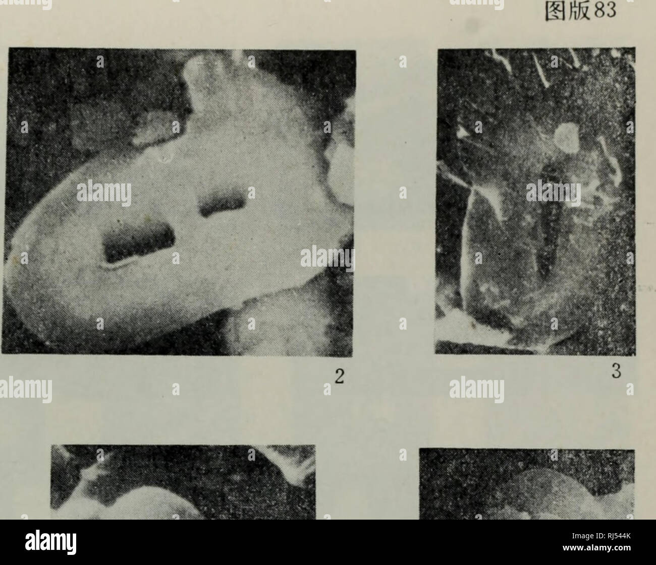 Cao guo jiu hi-res stock photography and images - Alamy