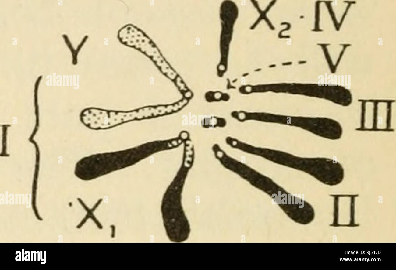 Drosophila chromosomes hi-res stock photography and images - Alamy