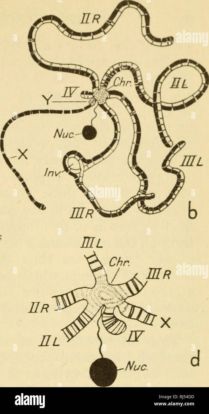 . The chromosomes. Chromosomes. band of (^)256 Chromomcrrs. Fig 7 ...