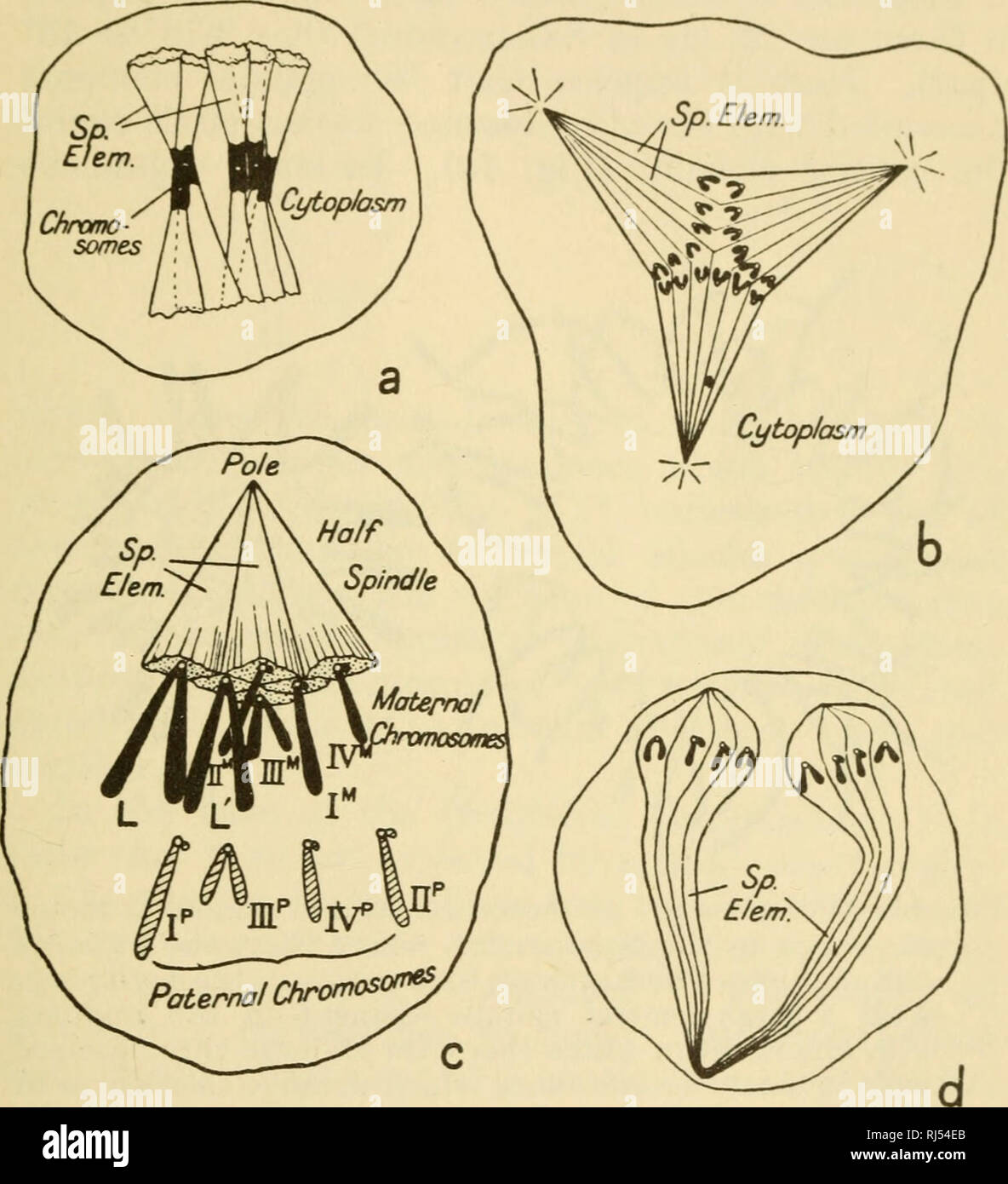 . The chromosomes. Chromosomes. Fig. 3.—Various unusual types of ...