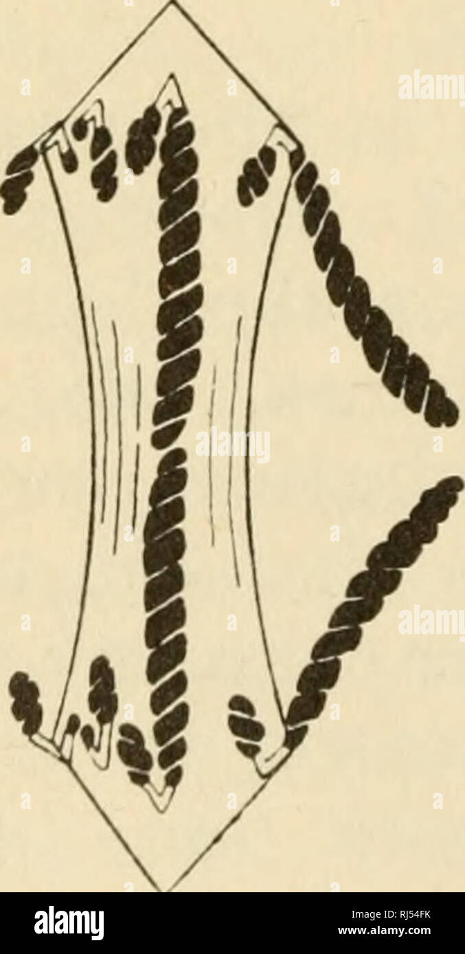 Late prometaphase hi-res stock photography and images - Alamy