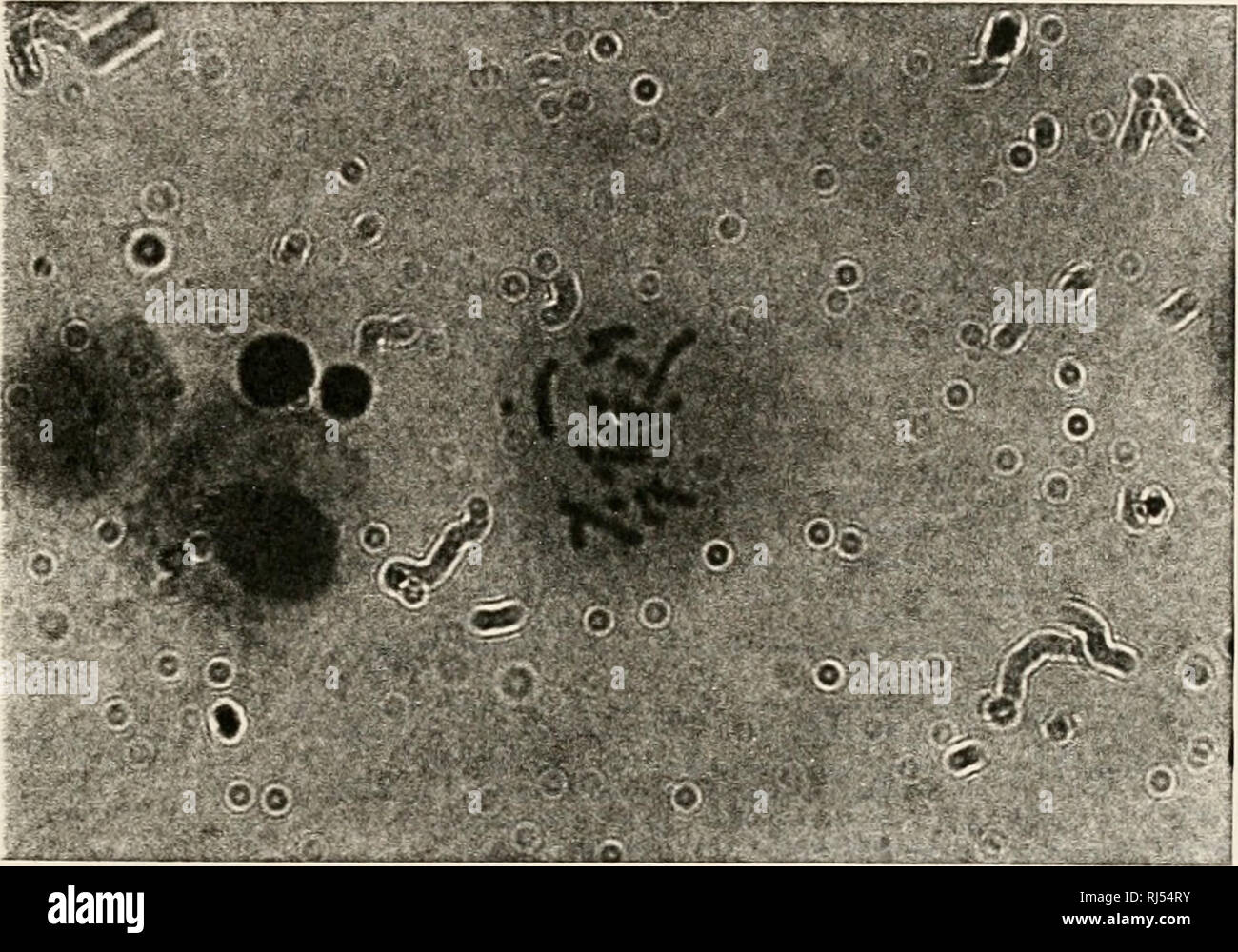 Human genome mapping hi-res stock photography and images - Alamy