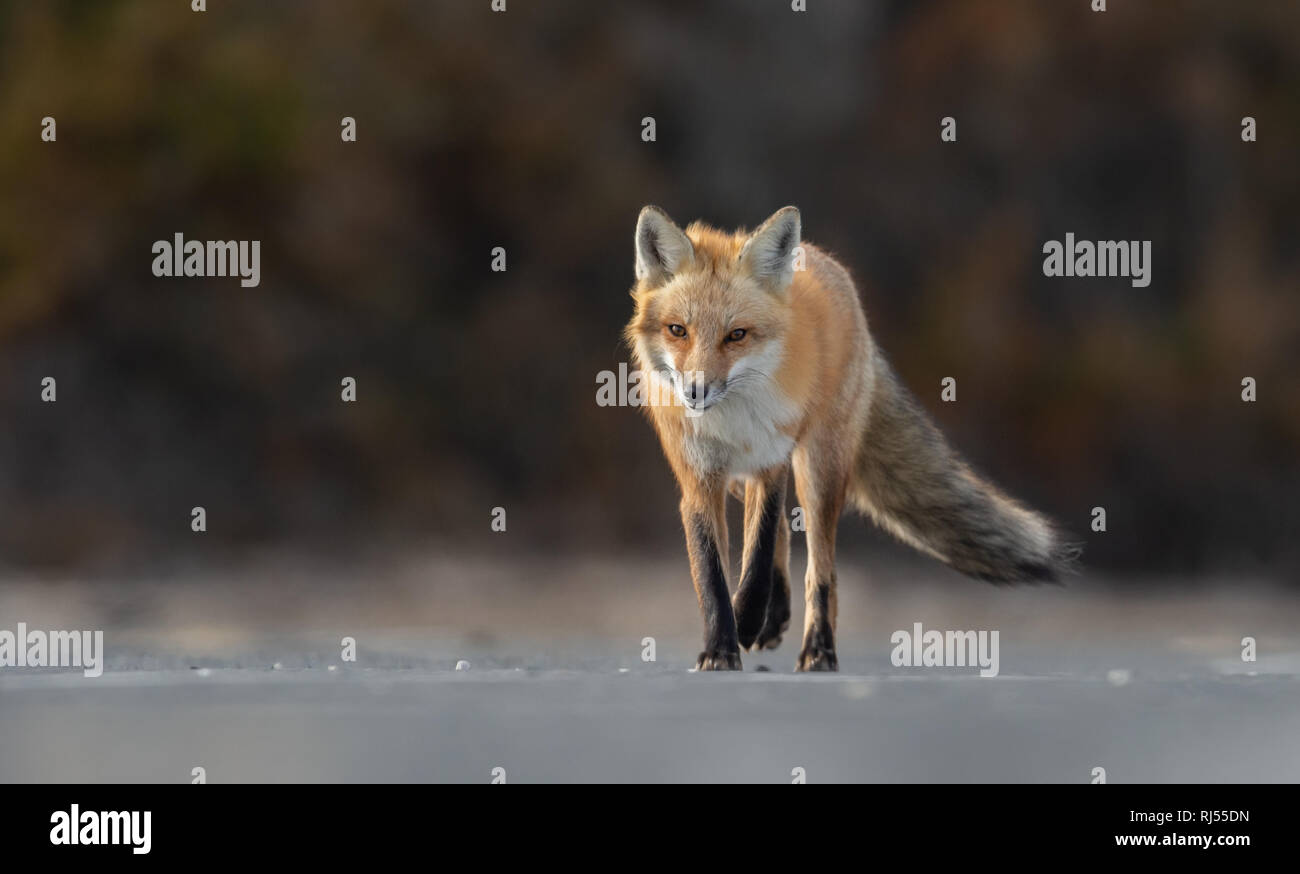 Red Fox Portrait Stock Photo - Alamy