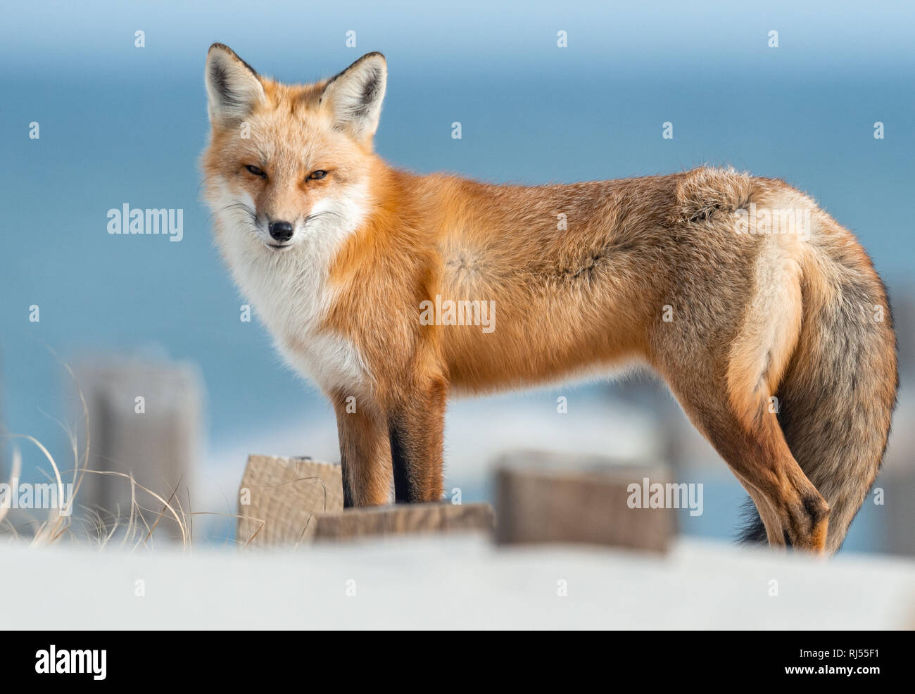 Red Fox Portrait Stock Photo - Alamy