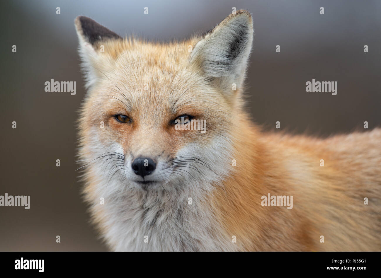 Red Fox Portrait Stock Photo - Alamy