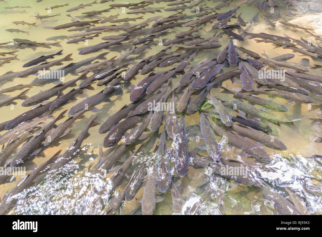 Mahseer Barb fish at Pliew Waterfall national park in Chanthaburi ...