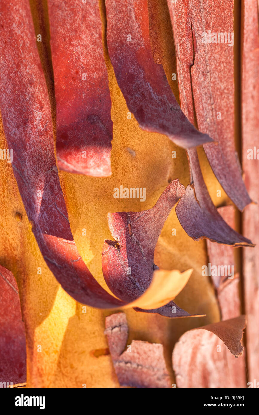 Close up at the exfoliating tree bark of a strawberry tree (Marina ...