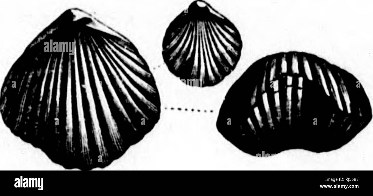 Small shell fossils hi-res stock photography and images - Alamy