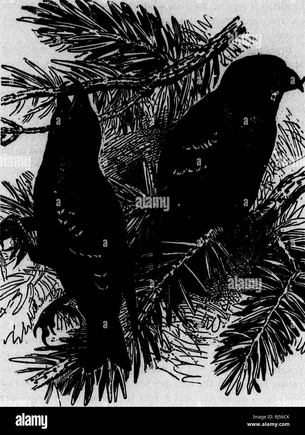 James hibbert Black and White Stock Photos & Images - Alamy