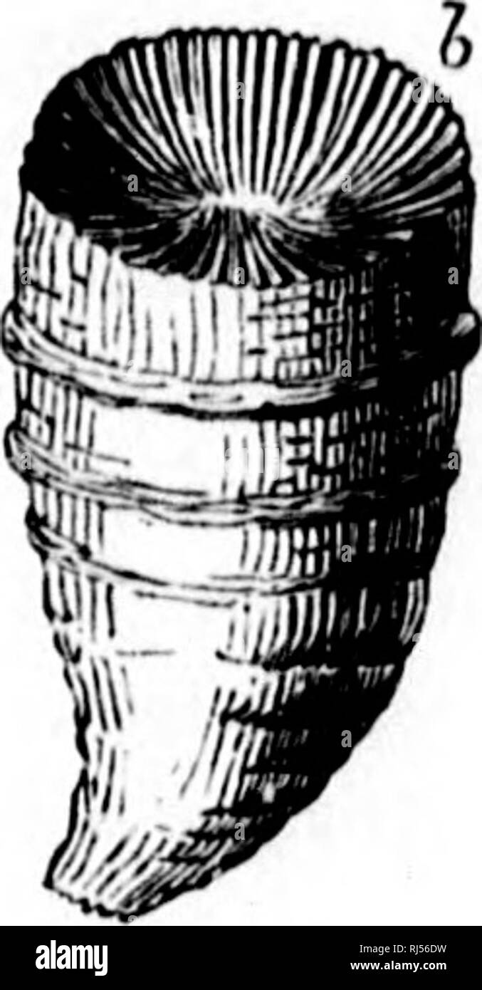 Cyathophyllum hi-res stock photography and images - Alamy