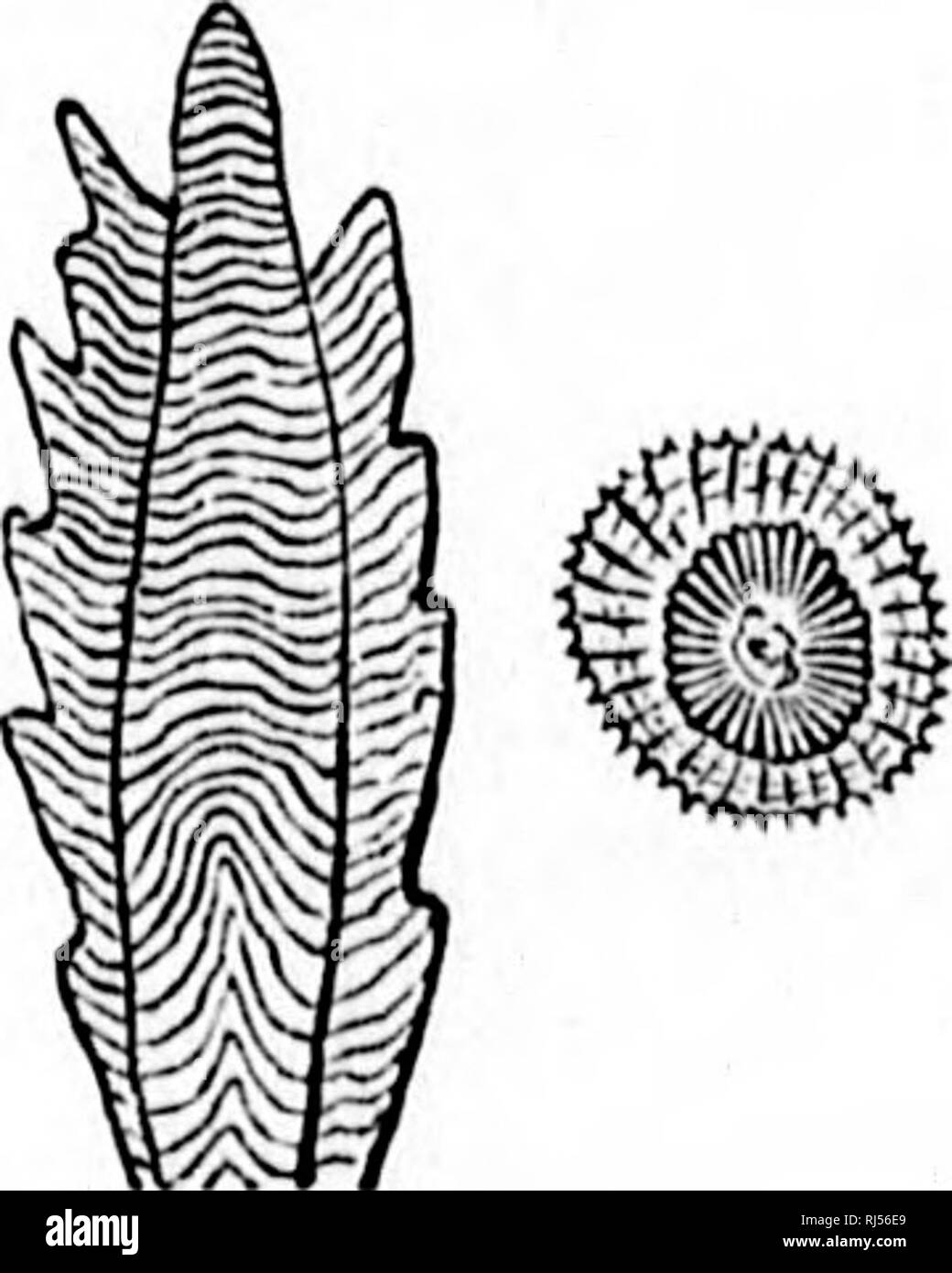 Lithostrotion coral hi-res stock photography and images - Alamy