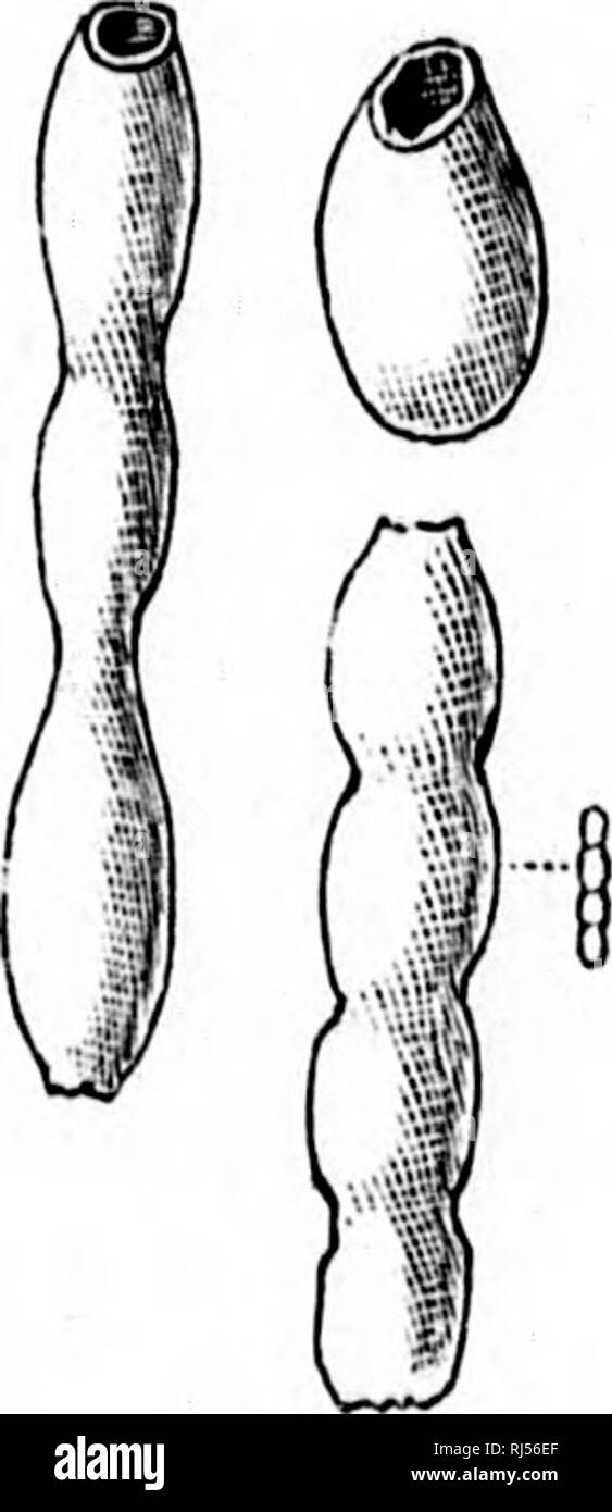 Conularia High Resolution Stock Photography and Images - Alamy