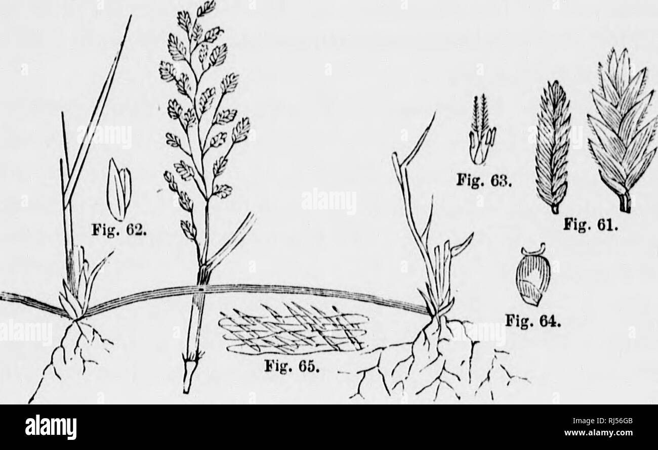 . Grasses and forage plants [microform] : a practical treatise ...