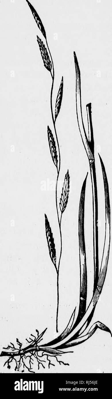 . Grasses and forage plants [microform] : a practical treatise ...