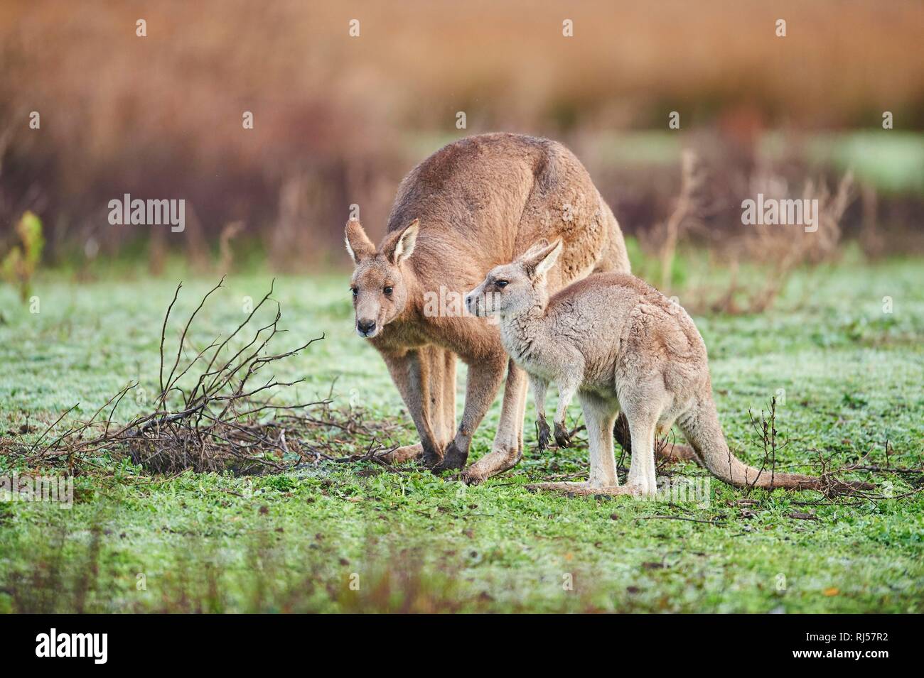 Eastern grey kangaroos (Macropus giganteus) with young on a meadow, Victoria, Australien Stock ...